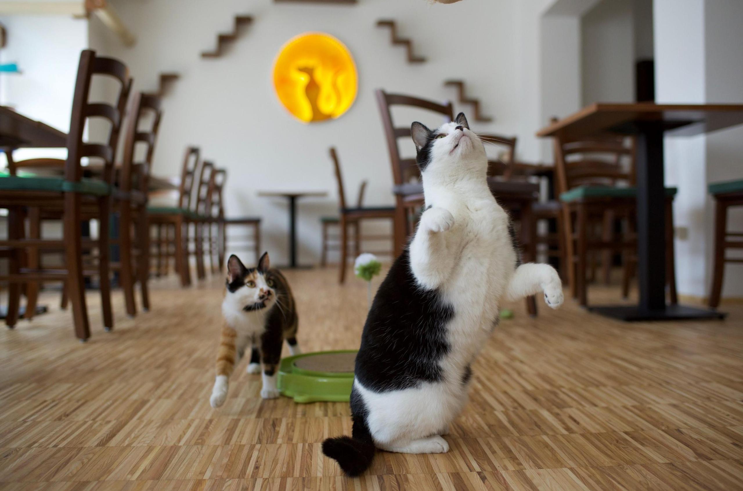 Katzencafé Nürnberg: Nahrung für Leib und Seele