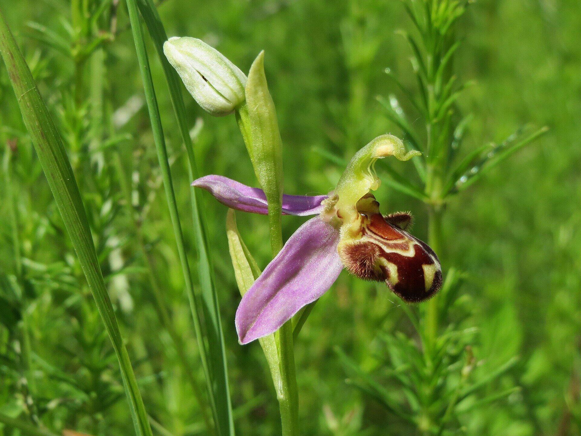 Unsere 5 schönsten einheimischen Orchideen