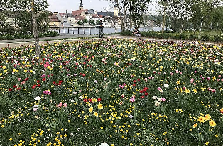 An dem Blumenfeld kommt kein Fotograf vorbei