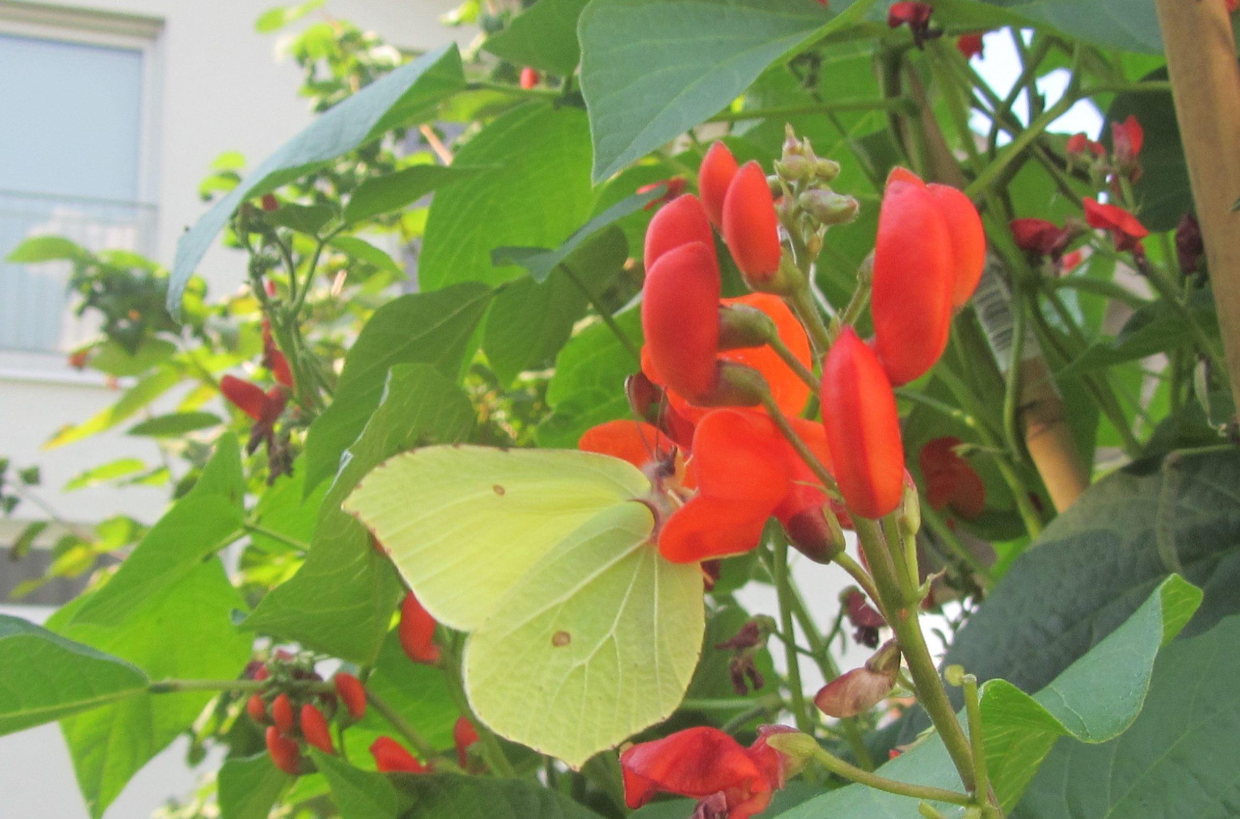 Feuerbohnen auf dem Balkon: Der essbare und blühende Sichtschutz