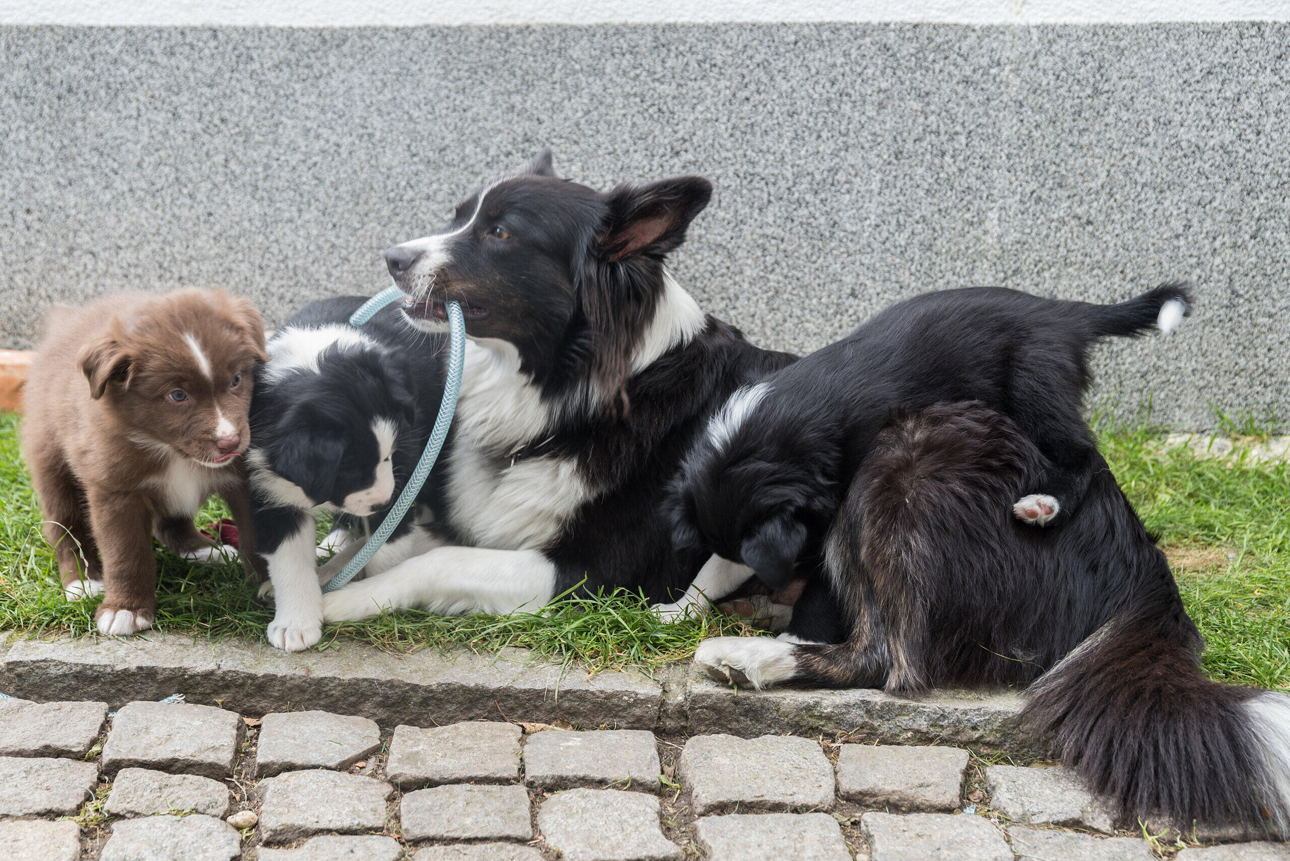 Tiere Im Tierheim Abgeben