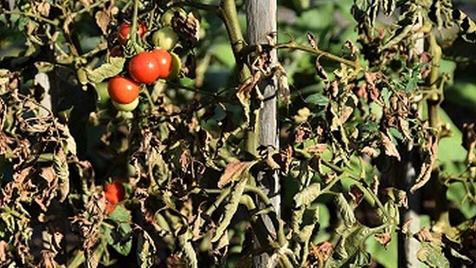 Rostmilben an Tomaten