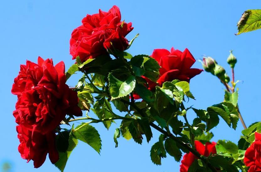 Gartentipps: So sollten Rosen angepflanzt und behandelt werden