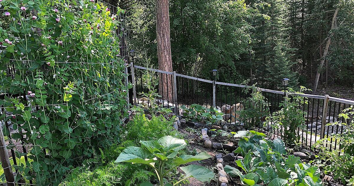 Der essbare Waldgarten: Einblick in die Permakultur