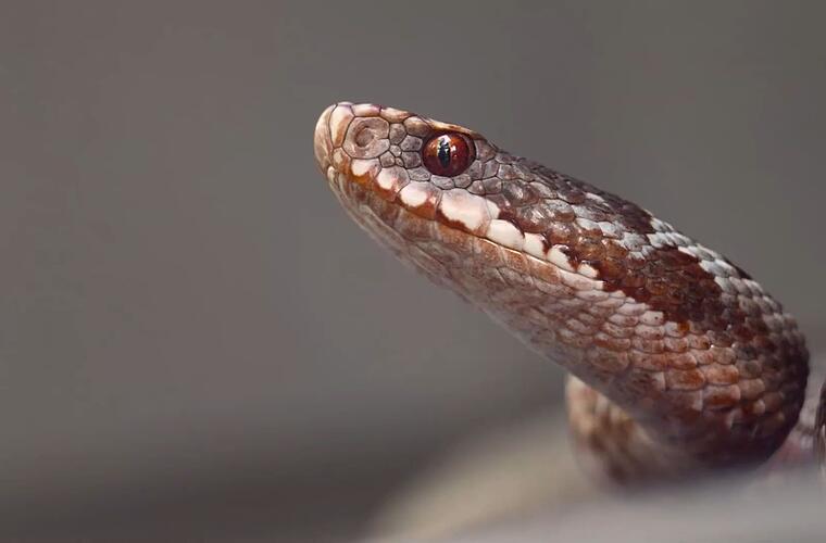 Die 8 giftigsten Tiere Deutschlands: So wirkt ihr Gift