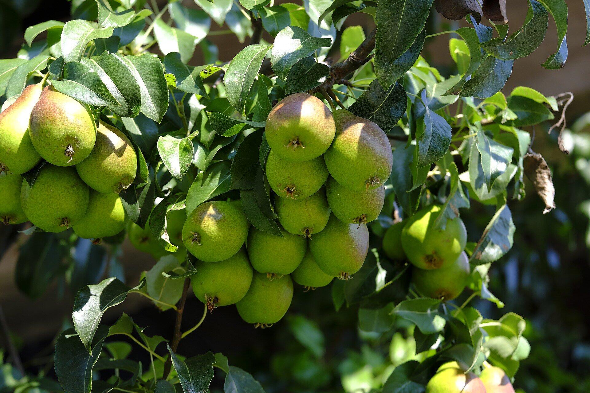 Obstbäume: pflanzen, schneiden und pflegen