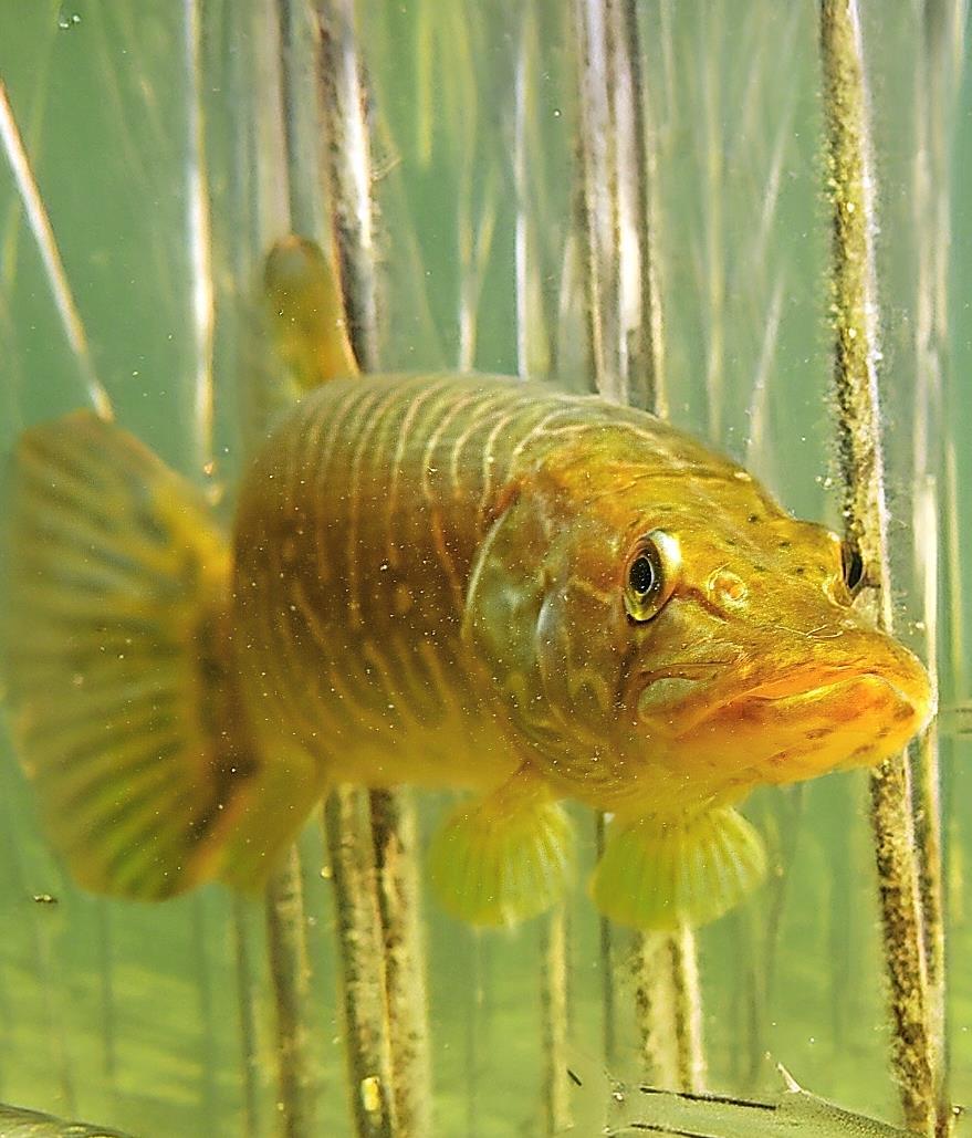 Eintauchen in die Unterwasserwelt