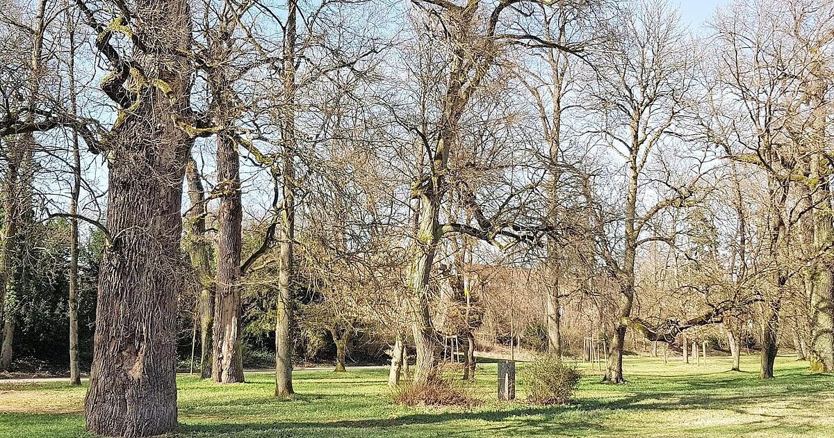 Der Hain und seine Bewohner