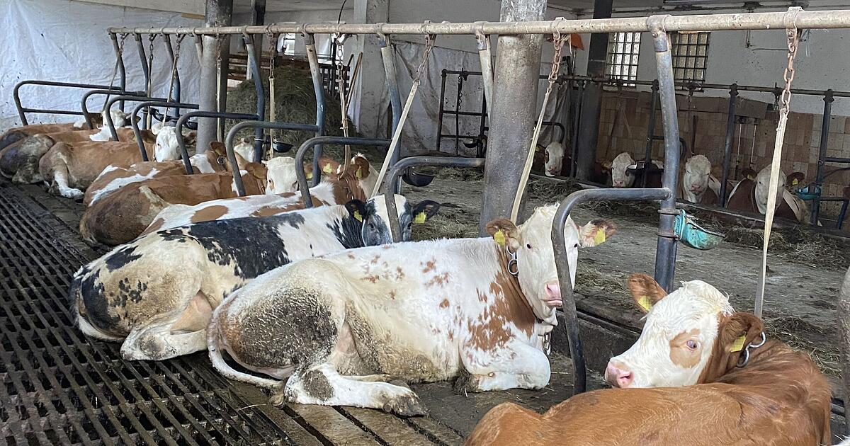 "Verheerende Umstände": PETA zeigt Bamberger Landwirt an