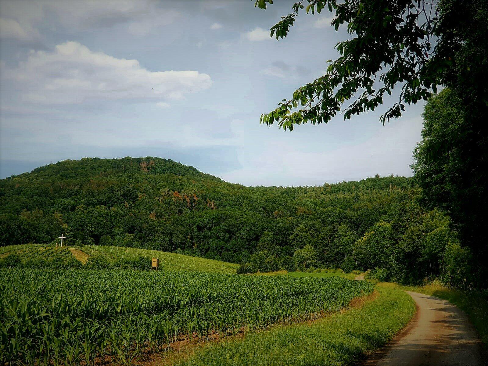Naturpark Steigerwald: Was macht die Landschaft so besonders?