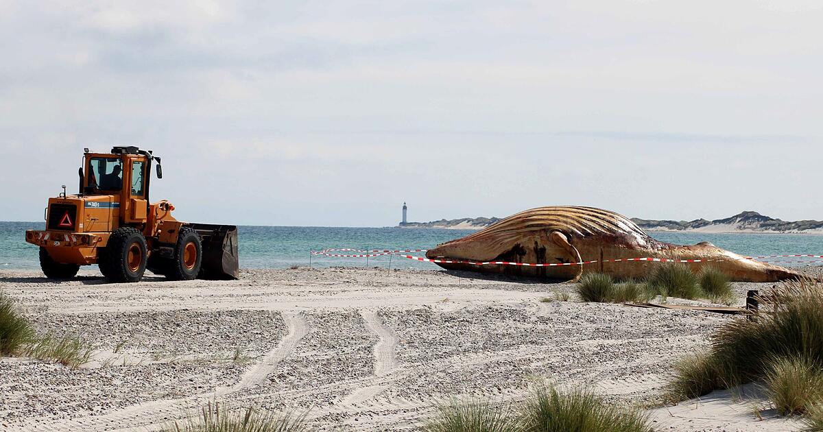 Metallplatten am Wal - Vorbereitung der Obduktion am Strand
