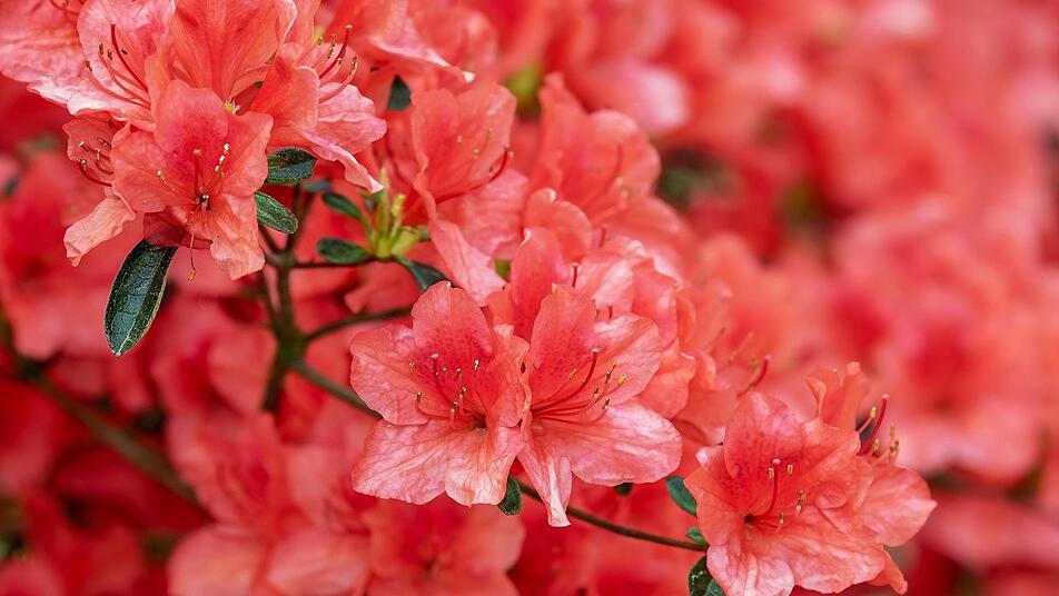 Azaleen pflegen: Tipps für eine farbenfrohe Blütenpracht