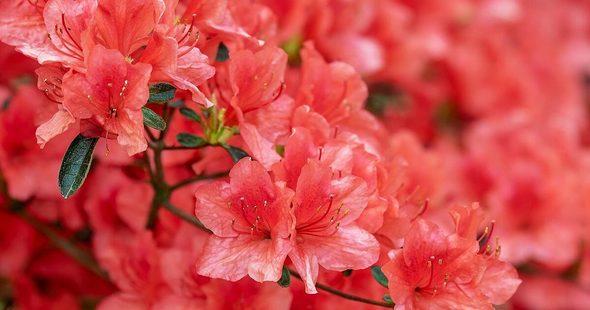 Azaleen pflegen: Tipps für eine farbenfrohe Blütenpracht