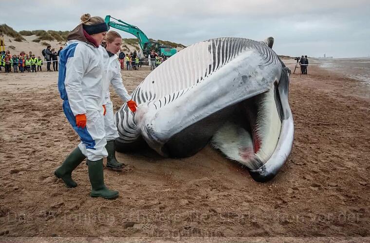 18 Meter lang: Riesiger Wal an Nordseeküste gestrandet