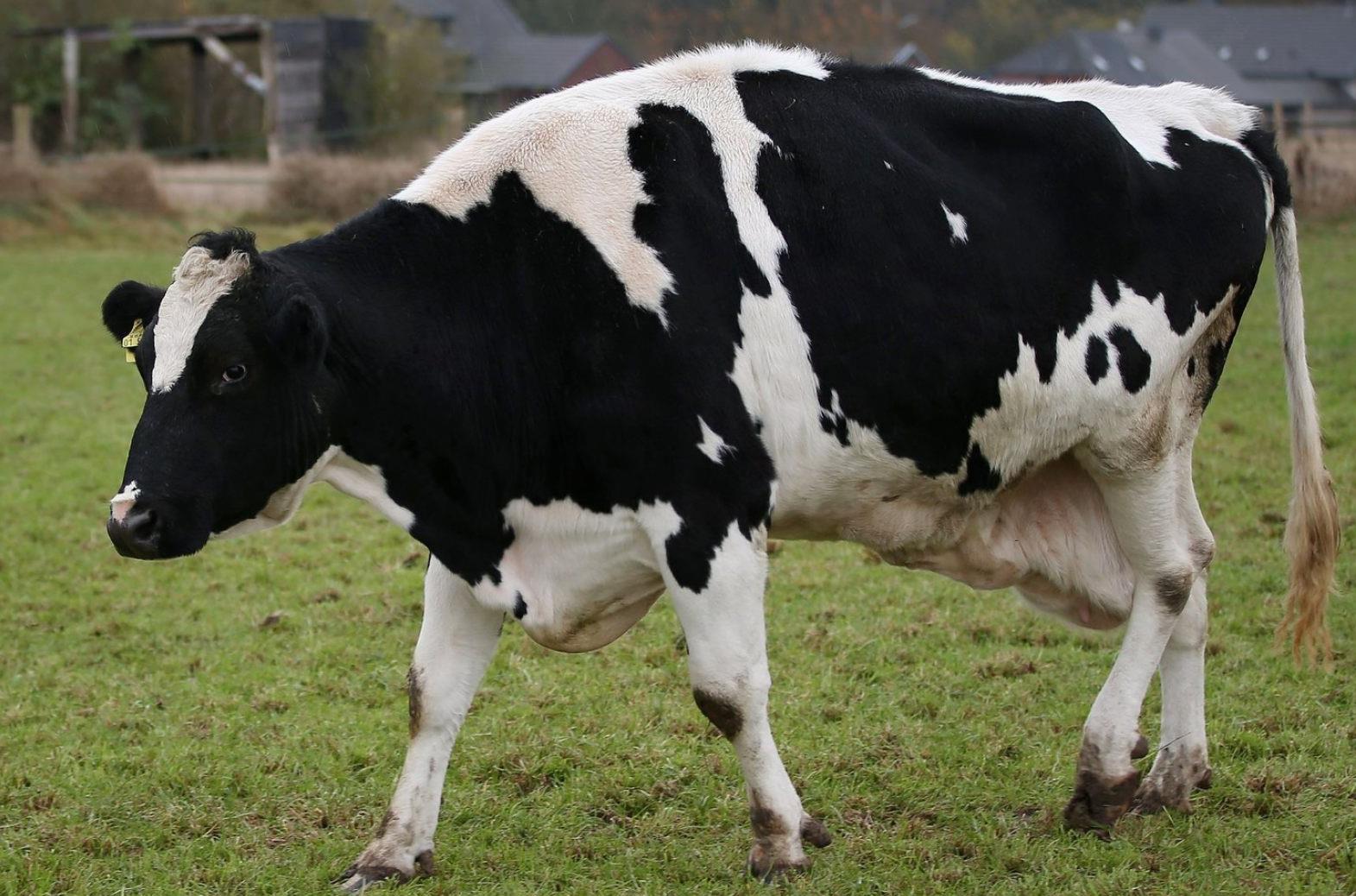 Landkreis Main-Spessart: Tierquäler schneidet Kuh in Euter