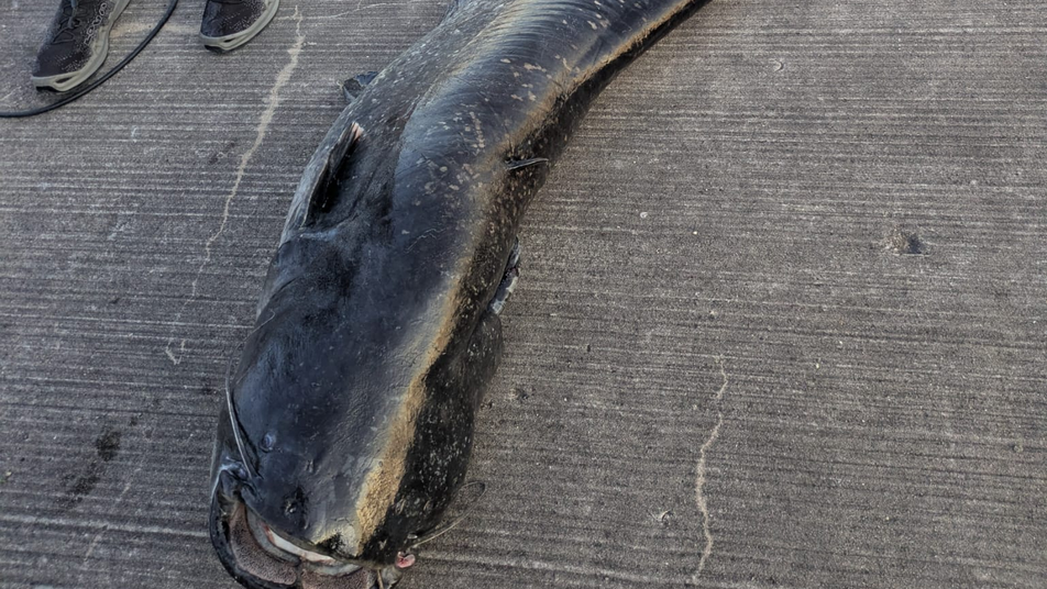 Nach Angriffen: Durfte der Brombachsee-Wels getötet werden? - Urteil