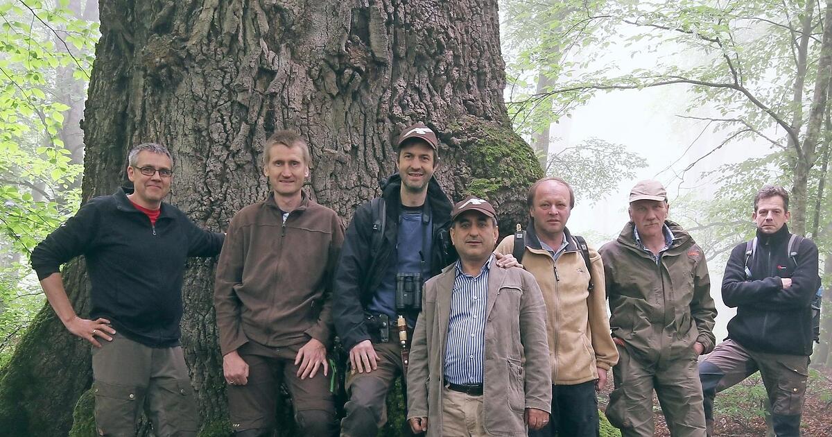 Hans Stark zeigt Fotos von Baumriesen aus den Wäldern im Nordiran