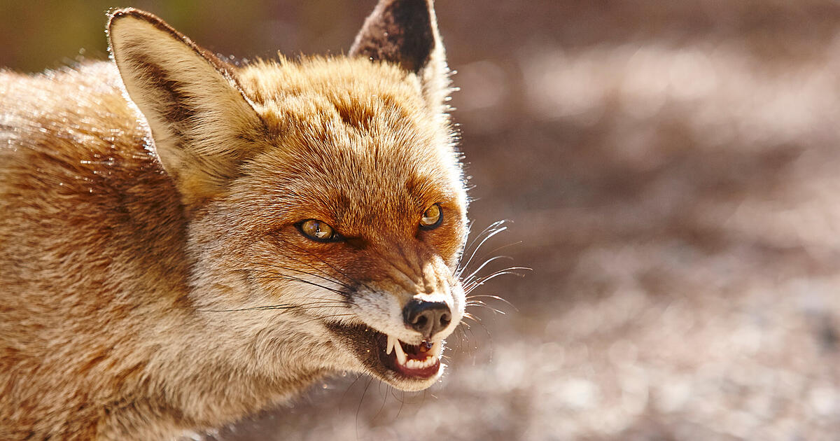 Erst zutraulich, dann aggressiv: Fuchs beißt Kind (5) in Northeim