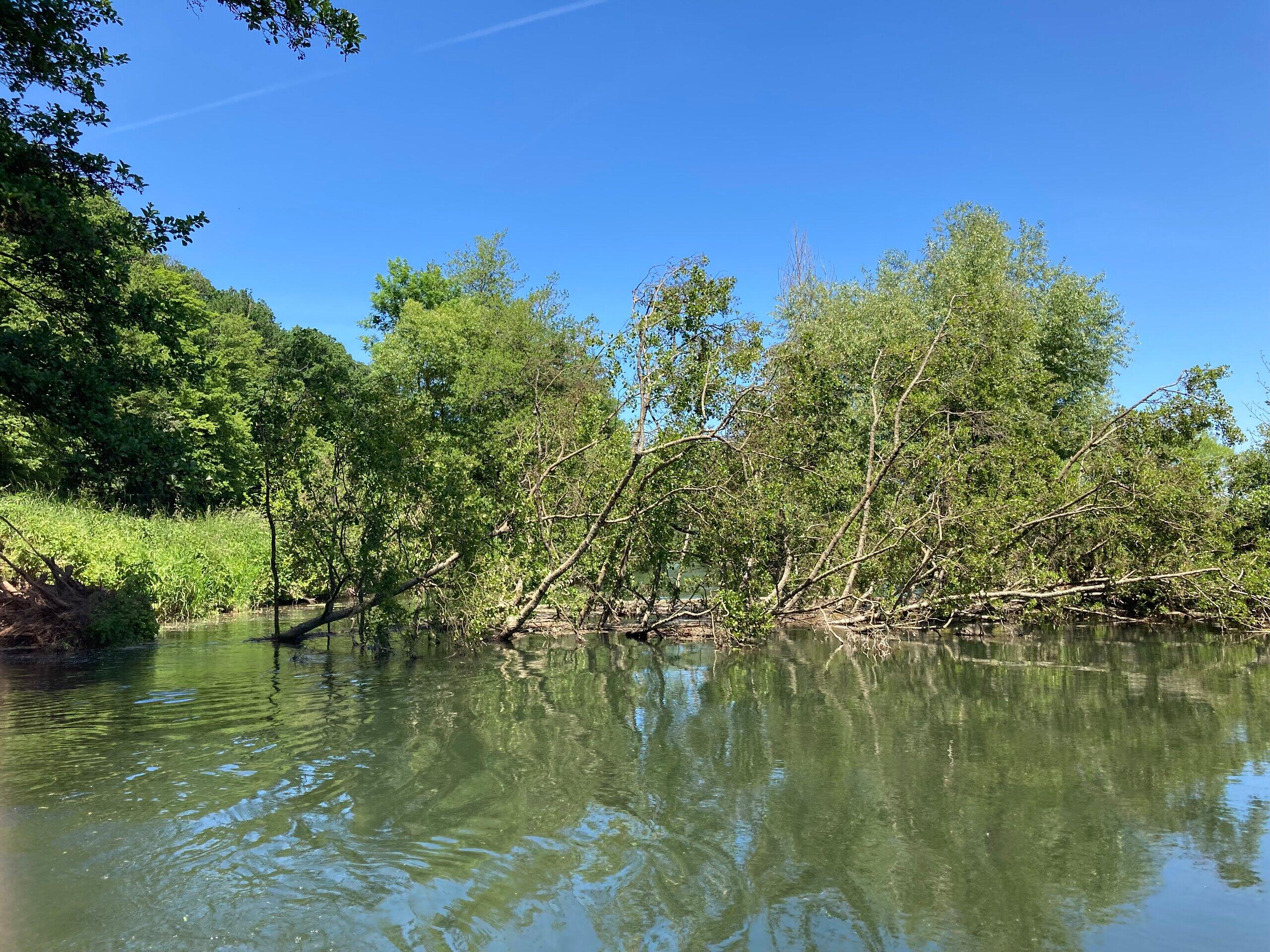Landkreis Bad Kissingen: Gefahr für Bootsfahrer auf der Saale - "Bäume ...