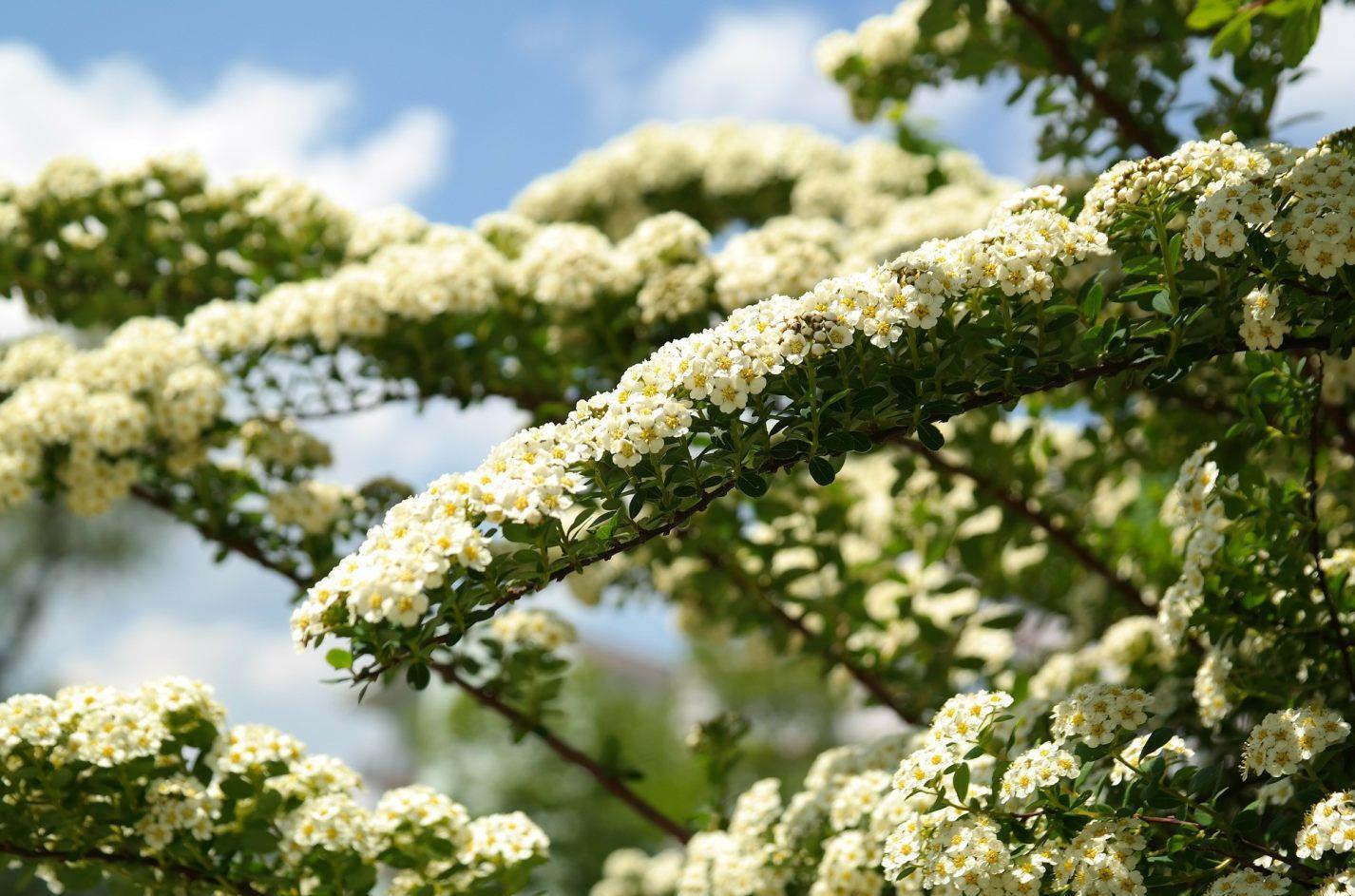 Der richtige Schnitt: Sträuchern eine fast ewige Jugend verleihen