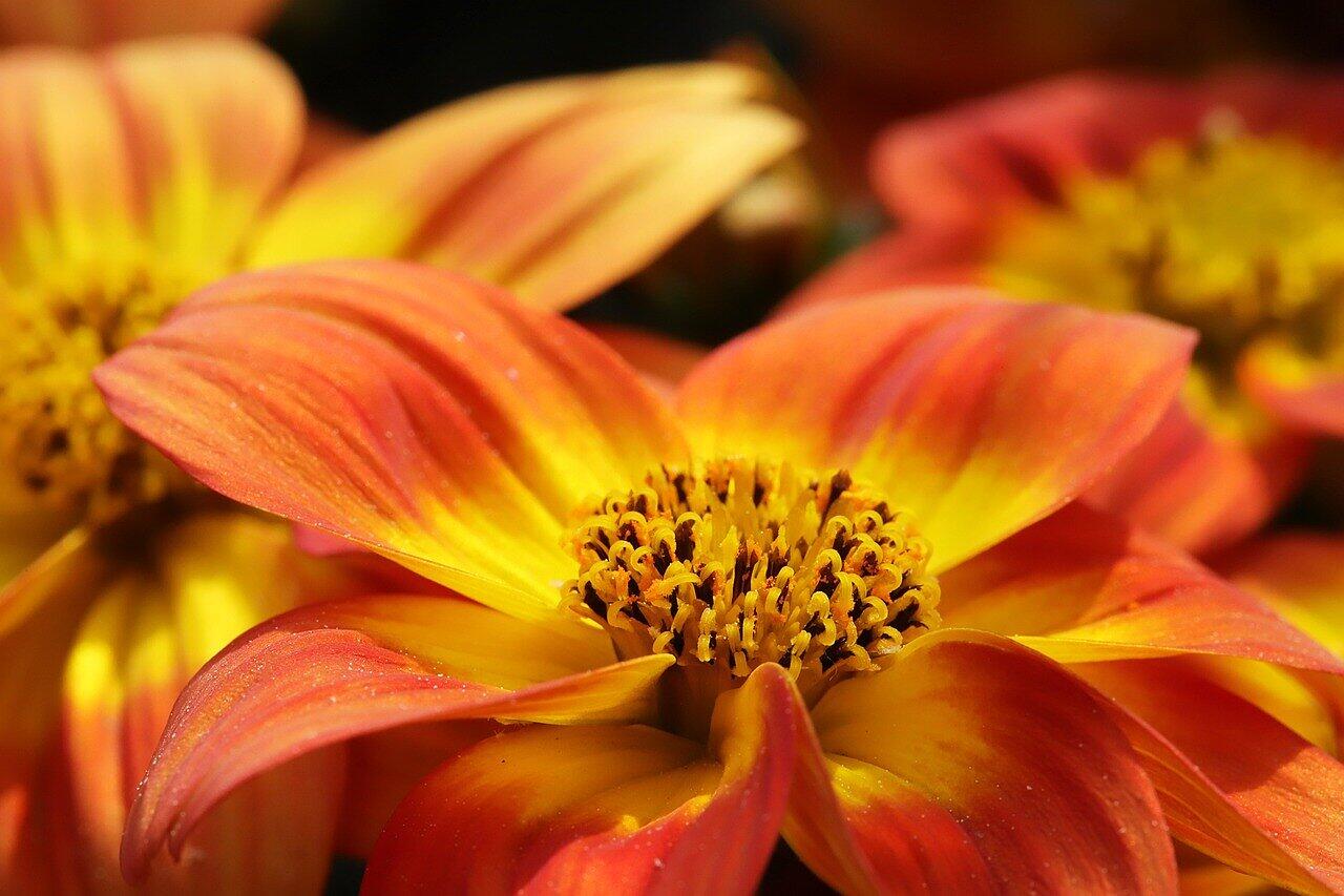 Botanischer Garten Hof: Eine Reise durch die faszinierende Welt der ...