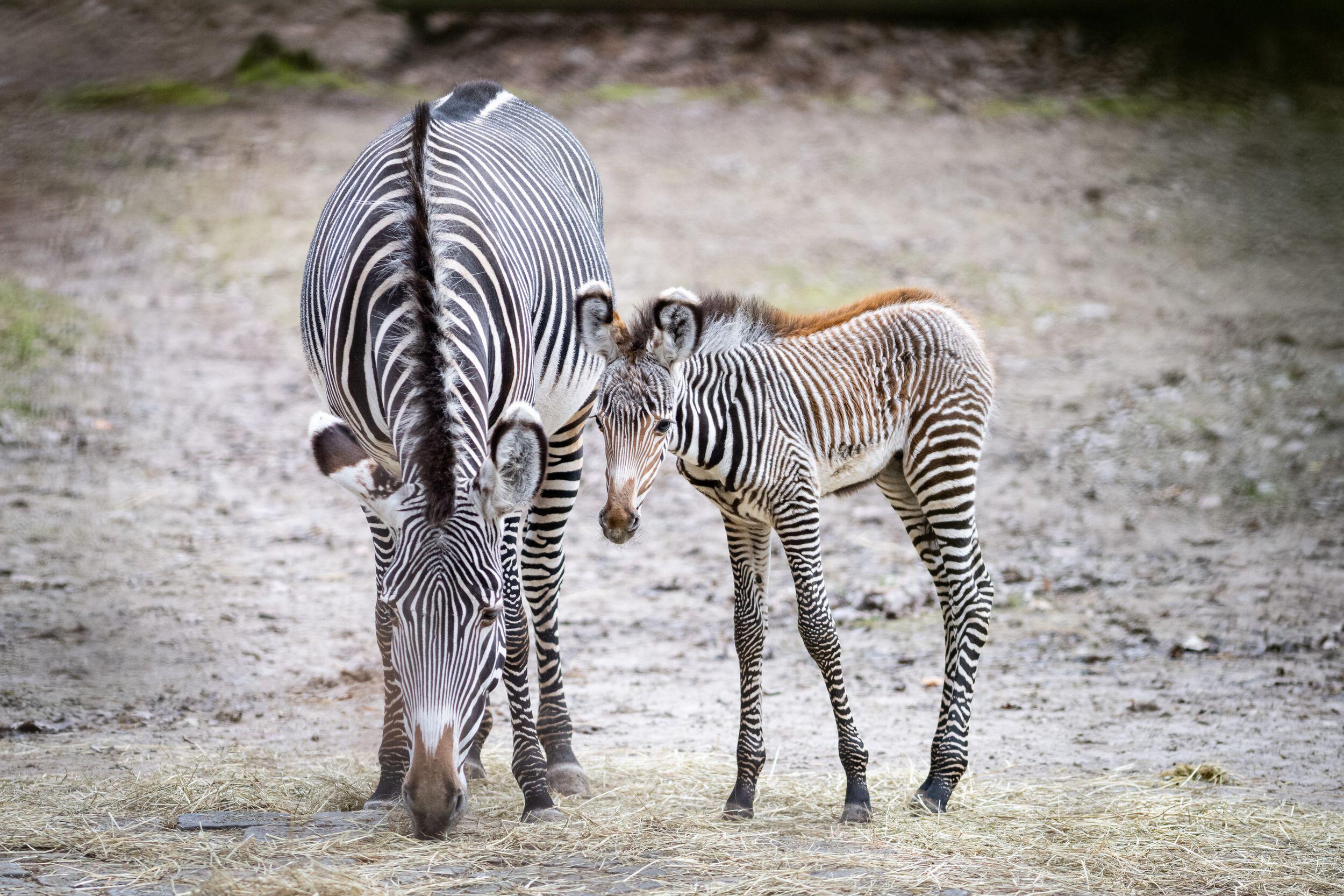Tiergarten Nürnberg: "Stark gefährdete" Zebra-Art hat Nachwuchs bekommen