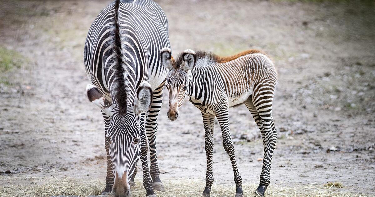Tiergarten Nürnberg: "Stark gefährdete" Zebra-Art hat Nachwuchs bekommen