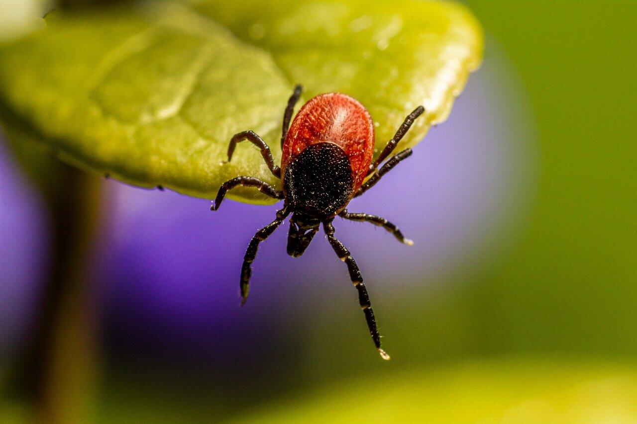 Alongshan-Virus bei Zecken in Deutschland nachgewiesen