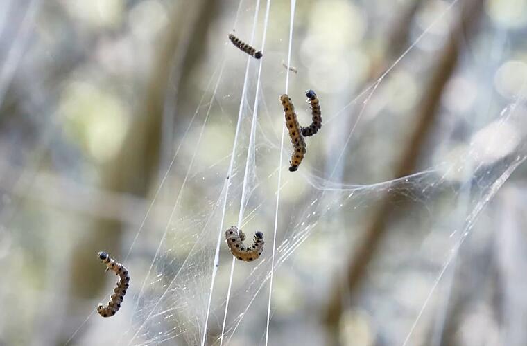 Gefahr durch Eichenprozessionsspinner: Diese Tipps helfen bei Berührung