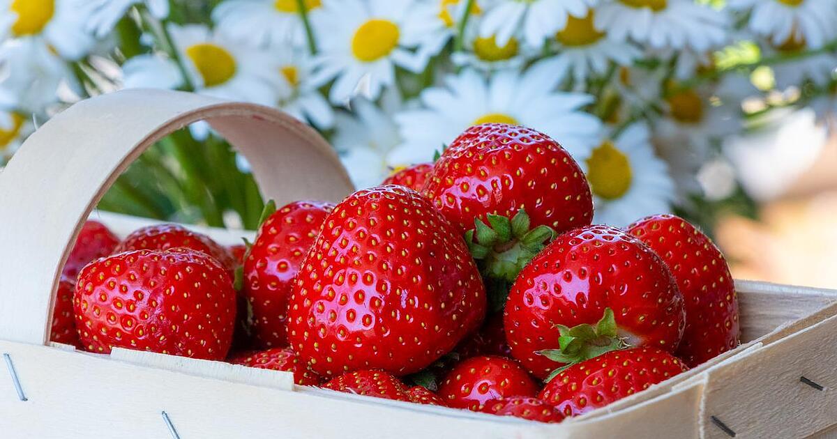 Erdbeeren pflücken: Die Top-Erdbeerfelder in Oberfranken im Überblick