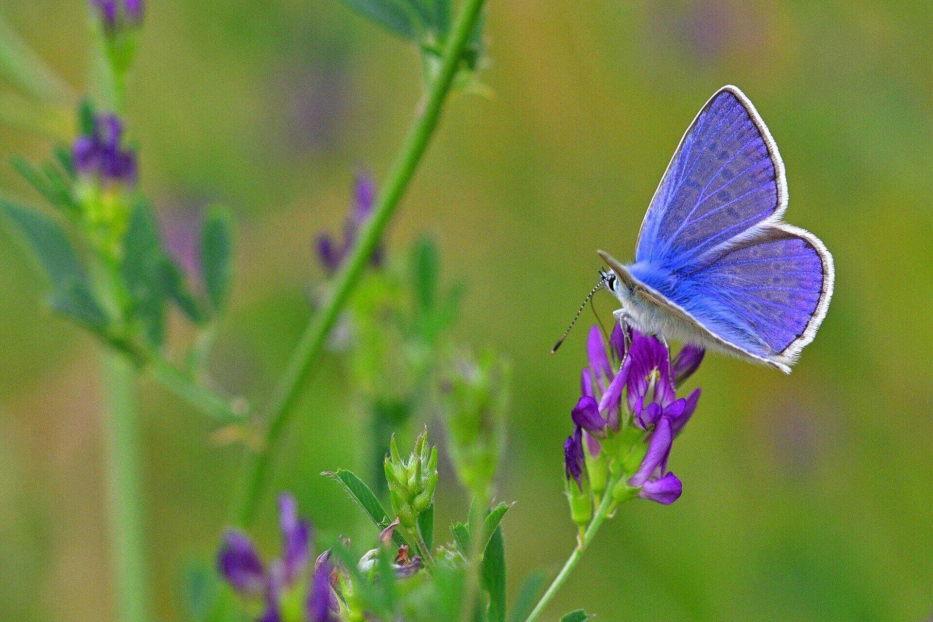 10 unserer schönsten Schmetterlinge in Deutschland