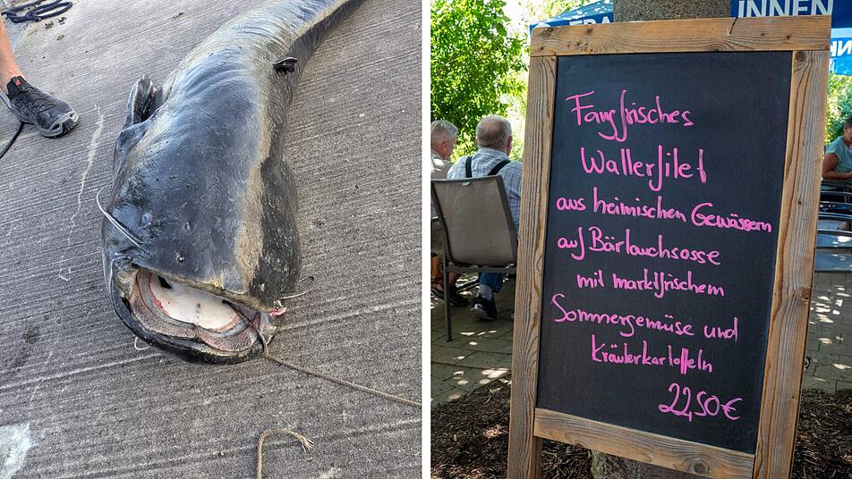 Getöteter Wels vom Brombachsee verspeist - Gast beschreibt Erlebnis