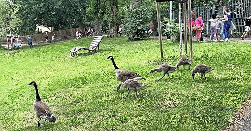 Grundschüler nehmen Rücksicht auf Gänsefamilie