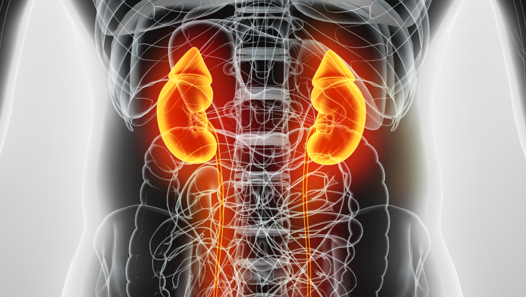 Kranke Nieren? Mit diesen leckeren Lebensmitteln schützt du dich vor ...