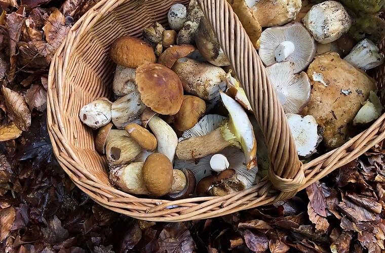 Pilze sammeln, aber richtig: Fünf wichtige Tipps für Pilzsammler