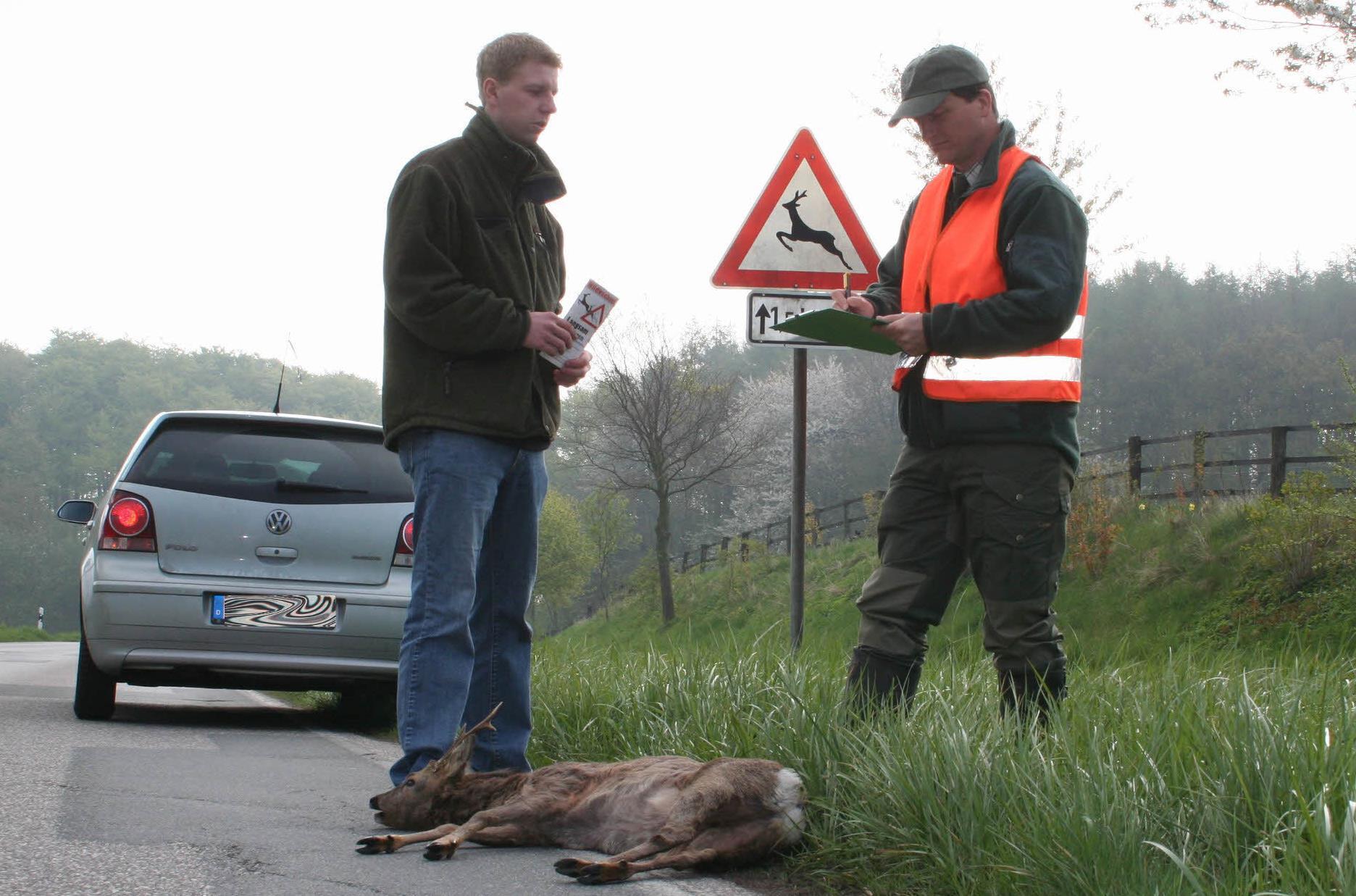 Wildunfälle: Alle zwei Minuten kracht es