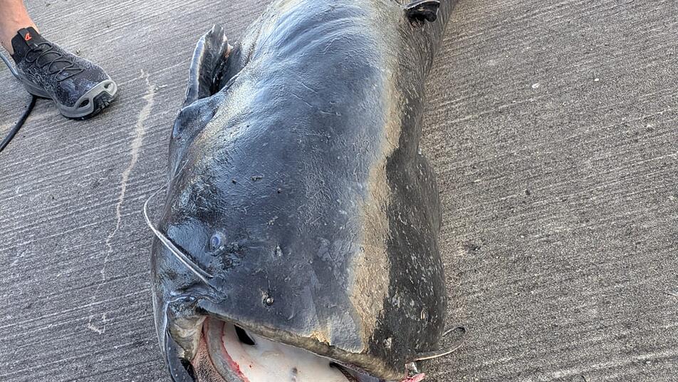 Wels-Angriff bei Stern-TV: Anglerin berichtet von eigenem Biss-Erlebnis