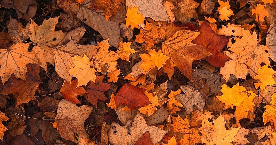 Pellets aus Laub: Kann man damit künftig wirklich heizen?