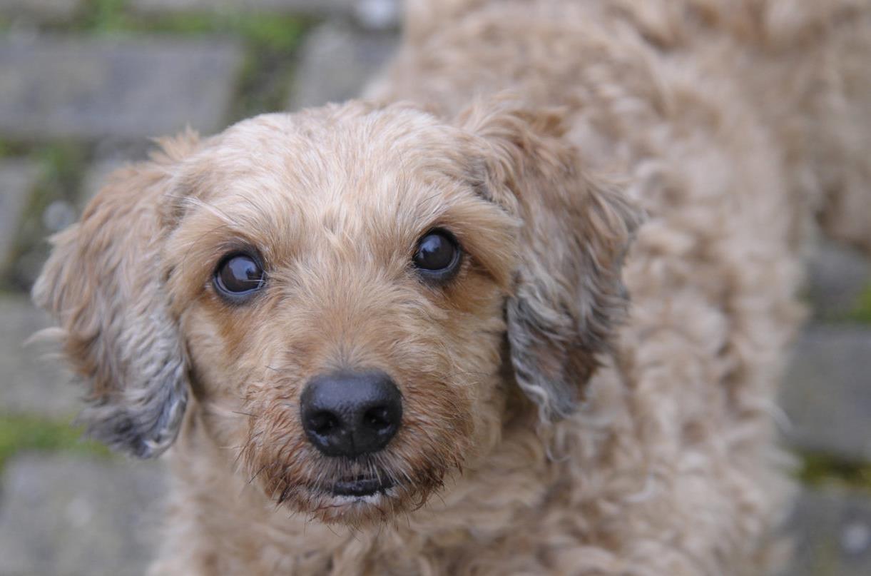 Terrier-Pudel-Mischling: Der hübsche Tommy sucht ein neues Zuhause