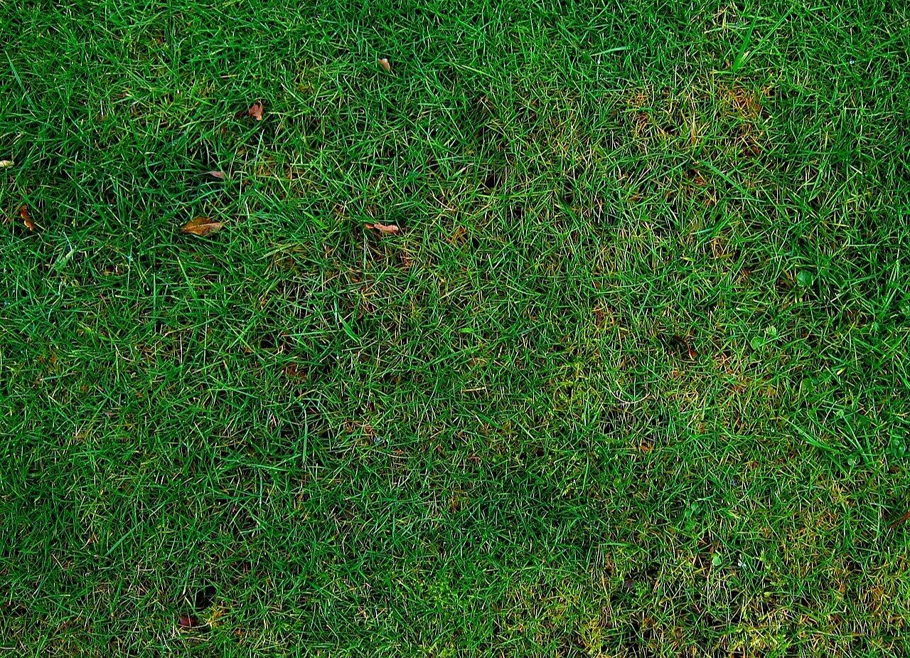 Grasnarbe entfernen: Der Vlies-Trick ist verblüffend effektiv